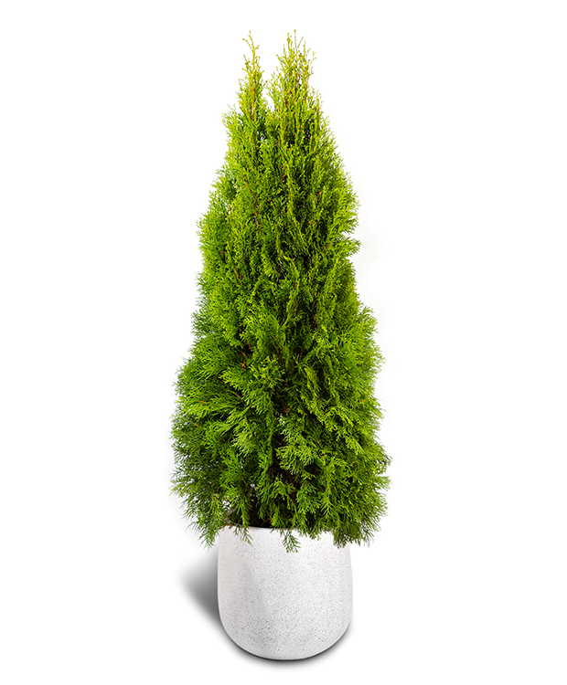 Smaragd Tuja - Thuja Occidentalis ’Smaragd’ – Tuia.eu